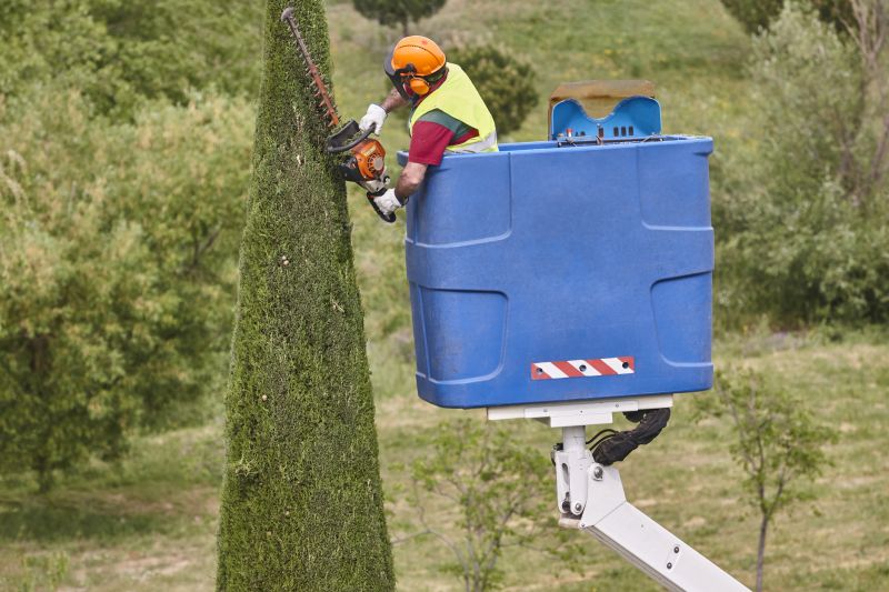Professional Cypress Tree Pruning for Healthier Growth